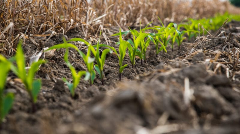 Soil Health Case Studies - FIC